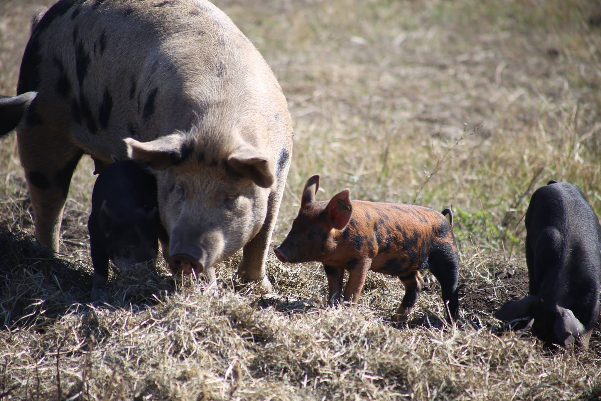 Coldstream farm pigs receive major certification | Vernon Morning Star